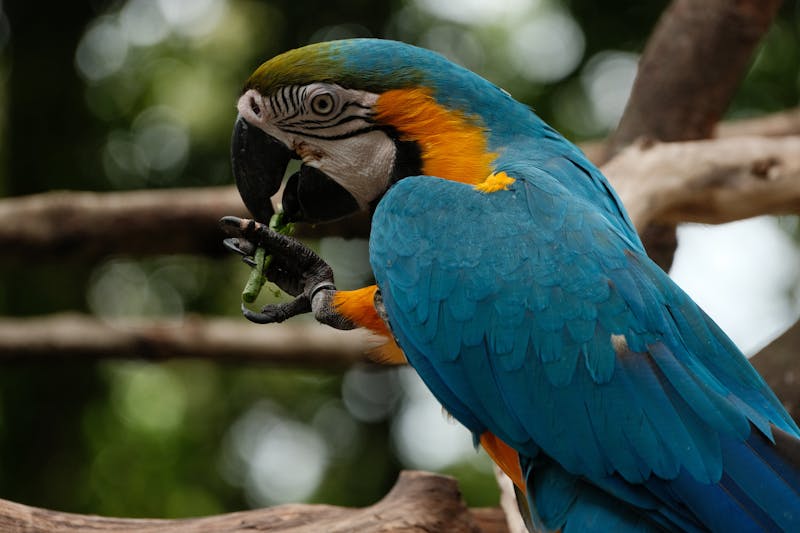 Colorful blue and yellow macaw parrot on a branch