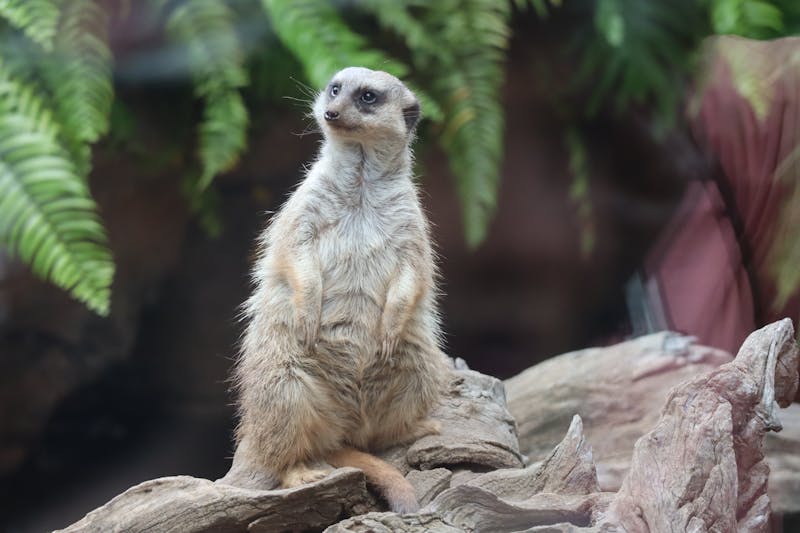 Alert meerkat standing on a rock at Loro Parque surrounded by greenery