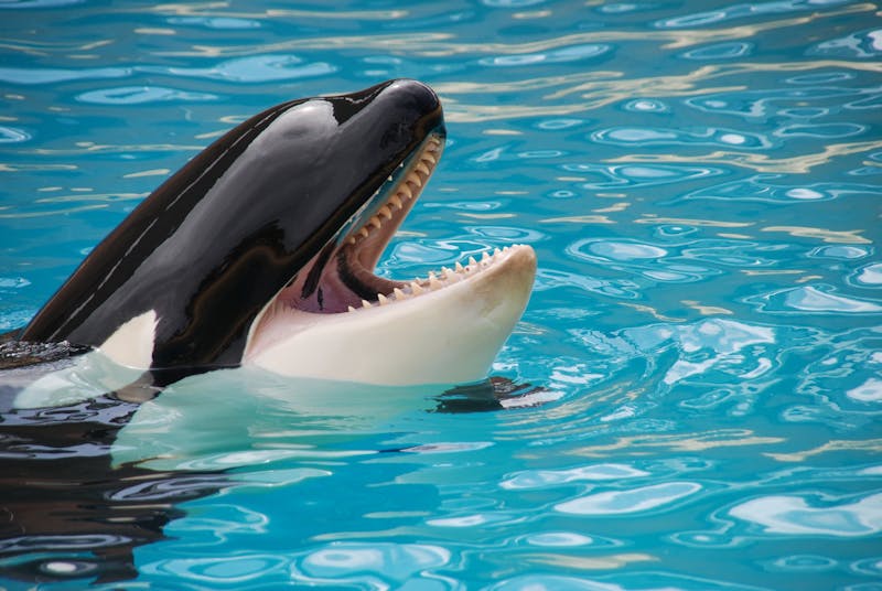 Orca whale showing its teeth while swimming at Loro Parque