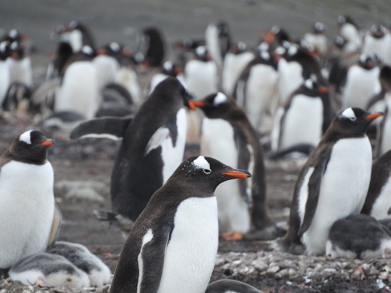 Gentoo penguins gathered on a rocky shore with orange beaks