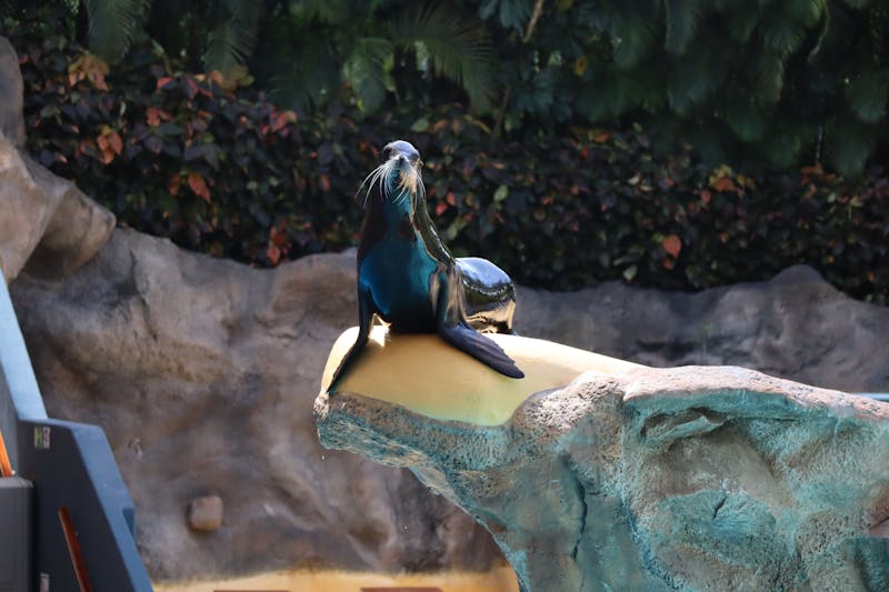 Sea lion resting on a rock at Loro Parque in Puerto de la Cruz Tenerife
