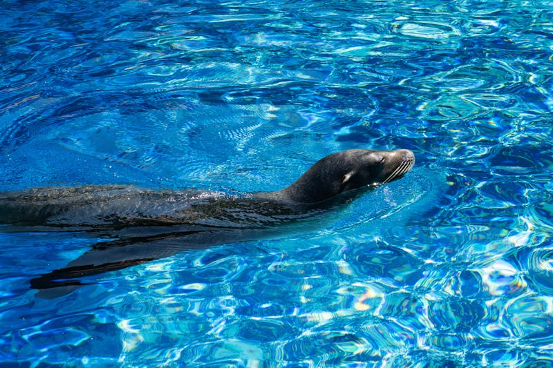 Sea lion swimming in bright blue pool at marine park in Tenerife Spain