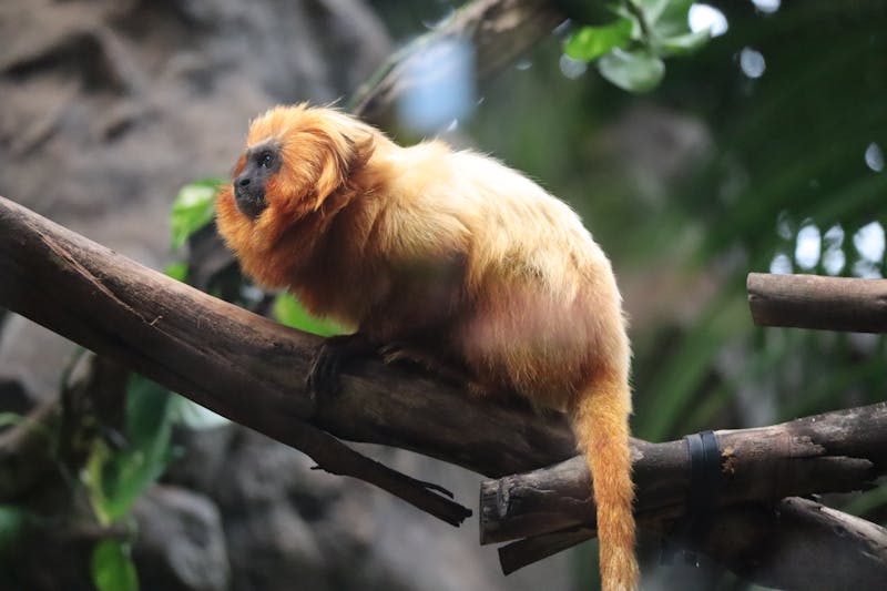Golden Lion Tamarin perched on a branch at Loro Parque Spain