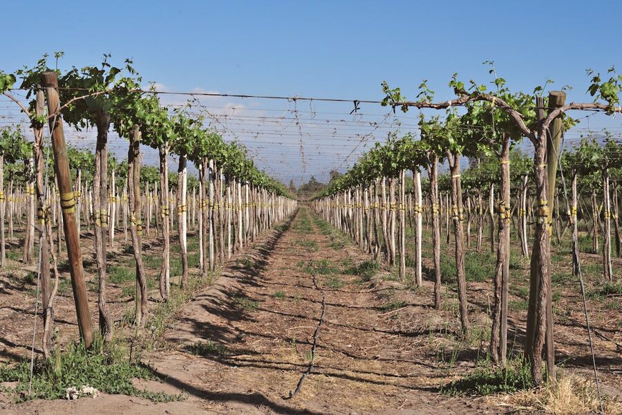 Lush grapevines in organized rows under a clear blue sky in Santiago, Chile.