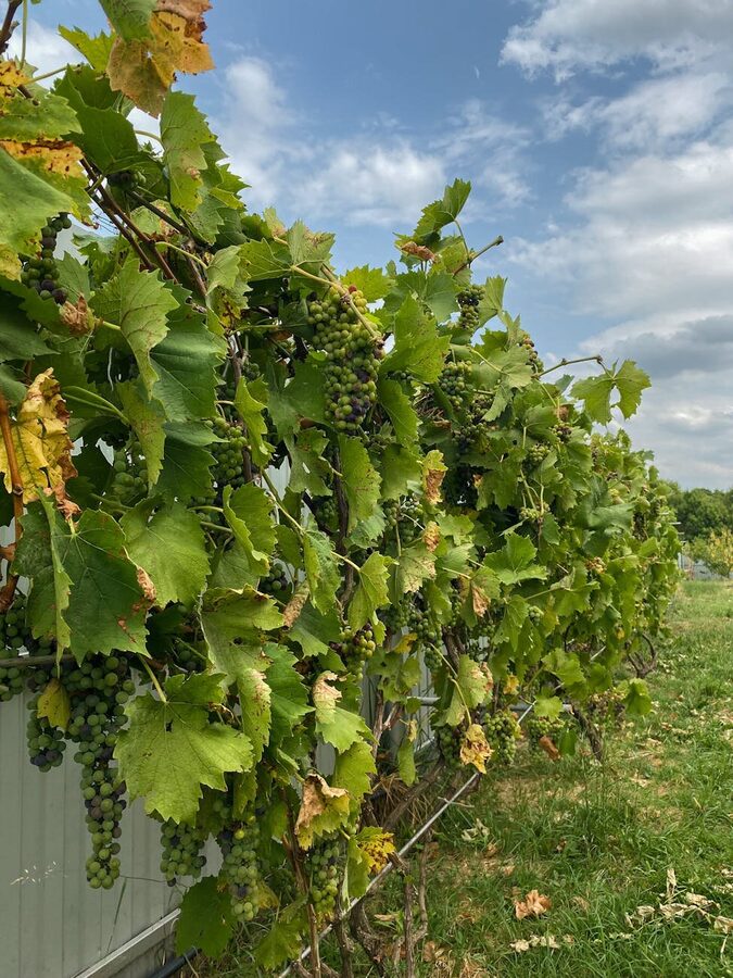 Warm golden sunset light casting across rows of French grapevines