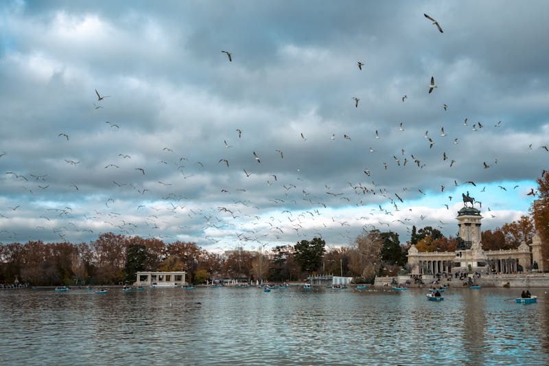 Boats on the lake at El Retiro Park in Madrid with seagulls in the sky