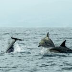 Pod of dolphins swimming in turquoise Mediterranean waters near Mallorca