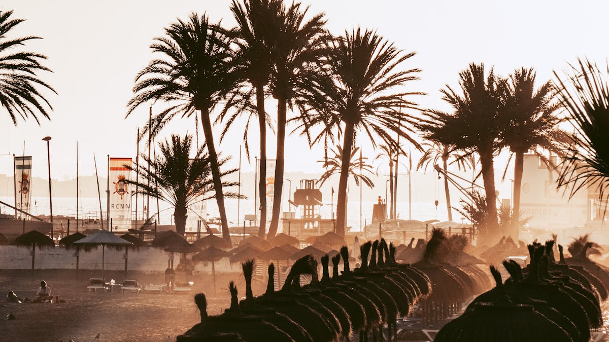 Palm trees silhouetted against sunset at Marbella beach