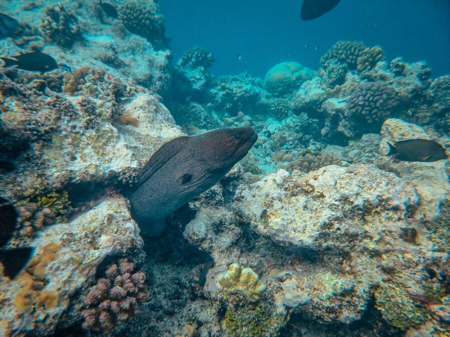 Close-up of a moray eel hiding in a coral reef underwater