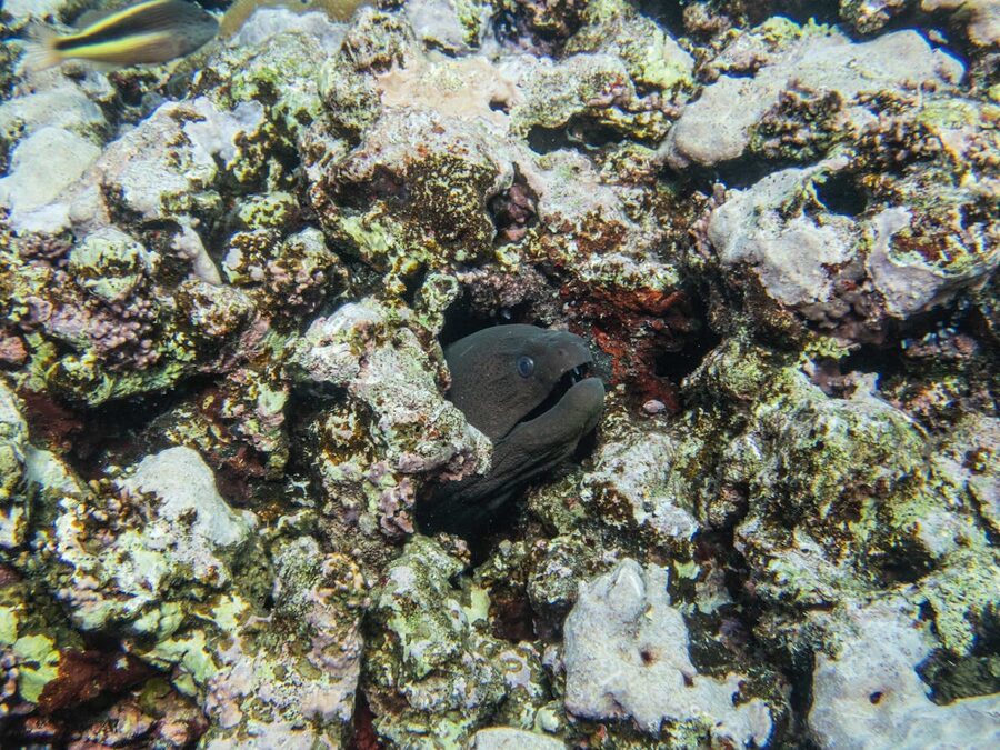 Moray eel peeking from a rocky coral reef
