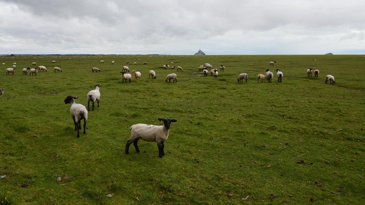 Flock of sheep grazing in green fields near Mont-Saint-Michel, Normandy