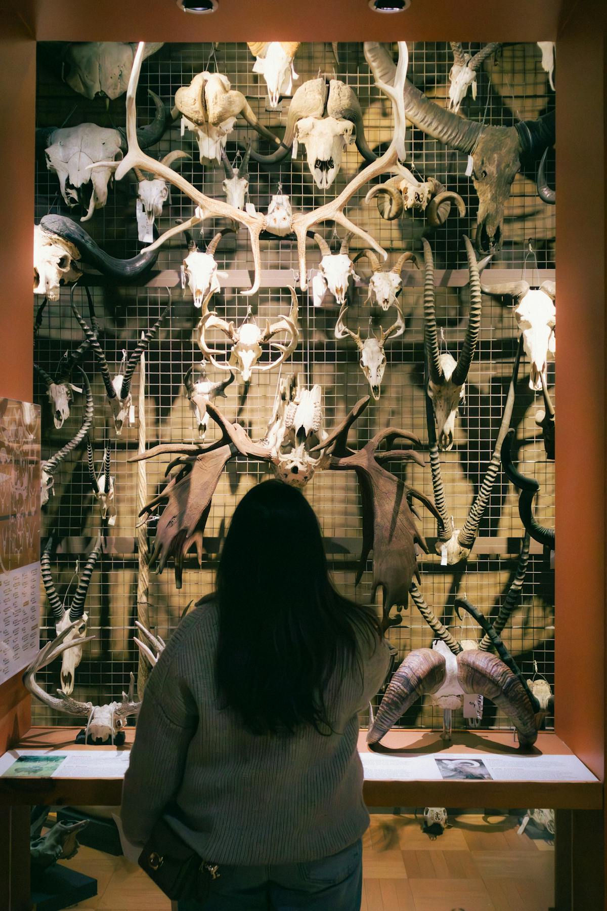 Collection of animal skulls and antlers on display in a museum curiosity cabinet