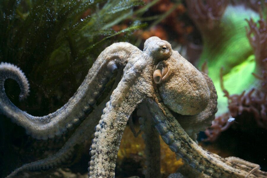 Close-up of an octopus showing detailed texture and coloring in its aquatic environment