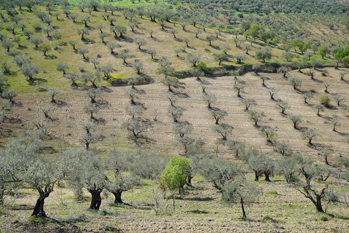 Expansive olive grove stretching across rolling Alentejo hills