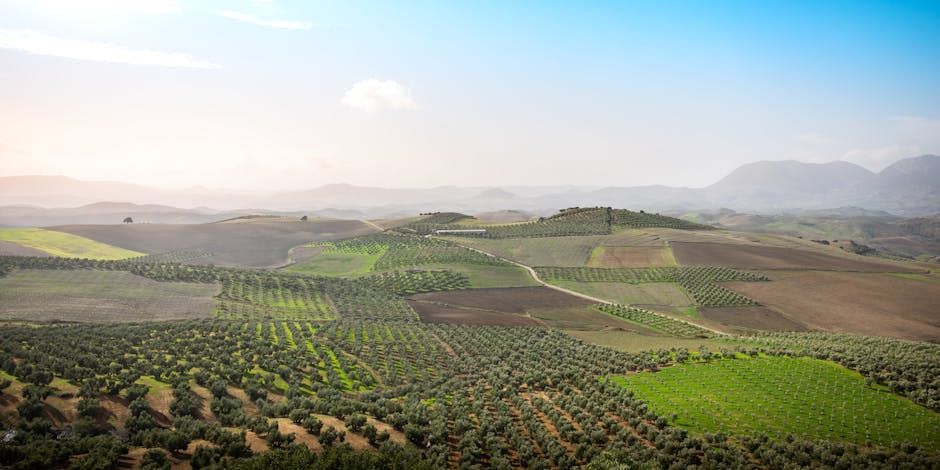 Olive groves in the Spanish countryside under a blue sky