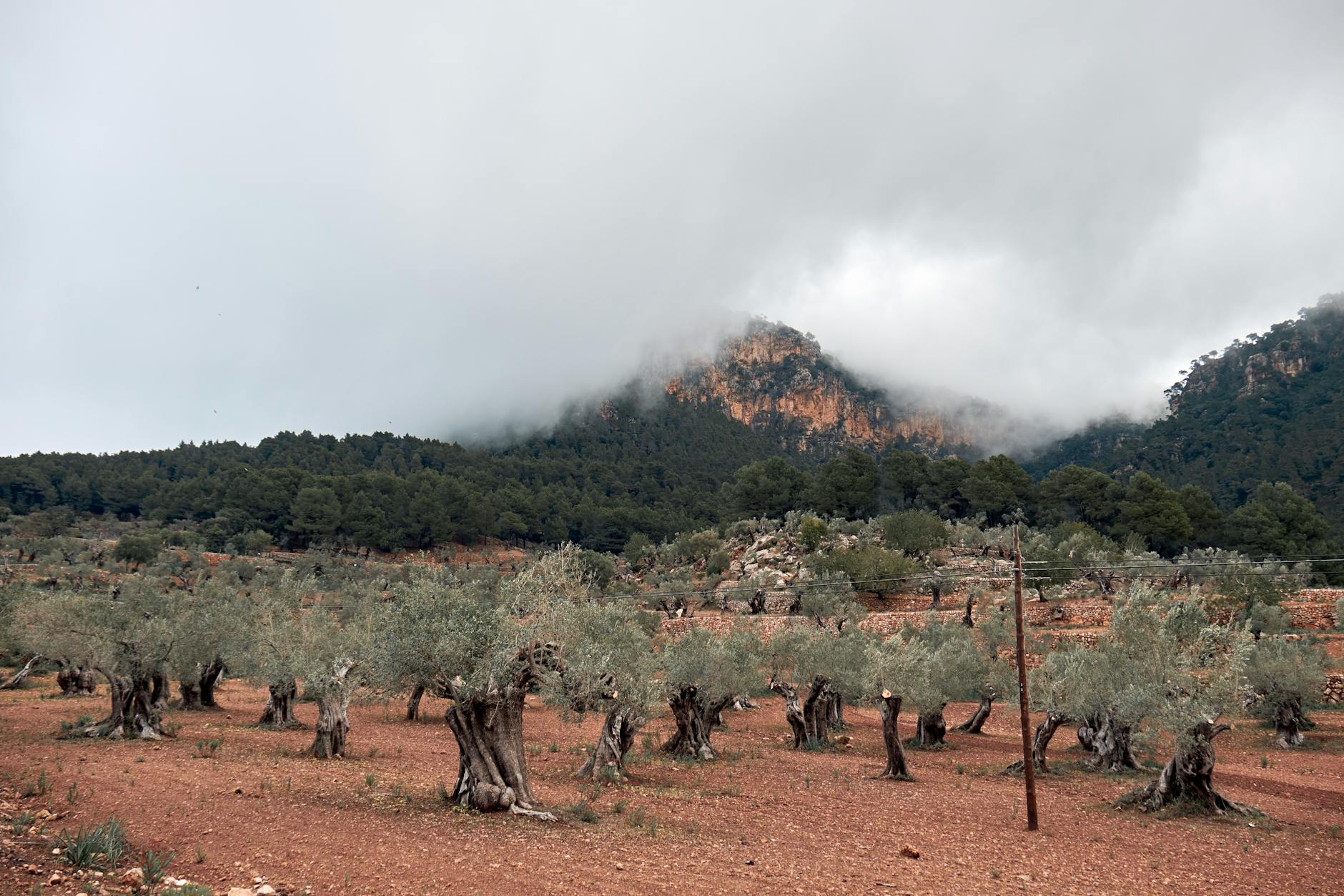 Olive trees in field with mountain in background