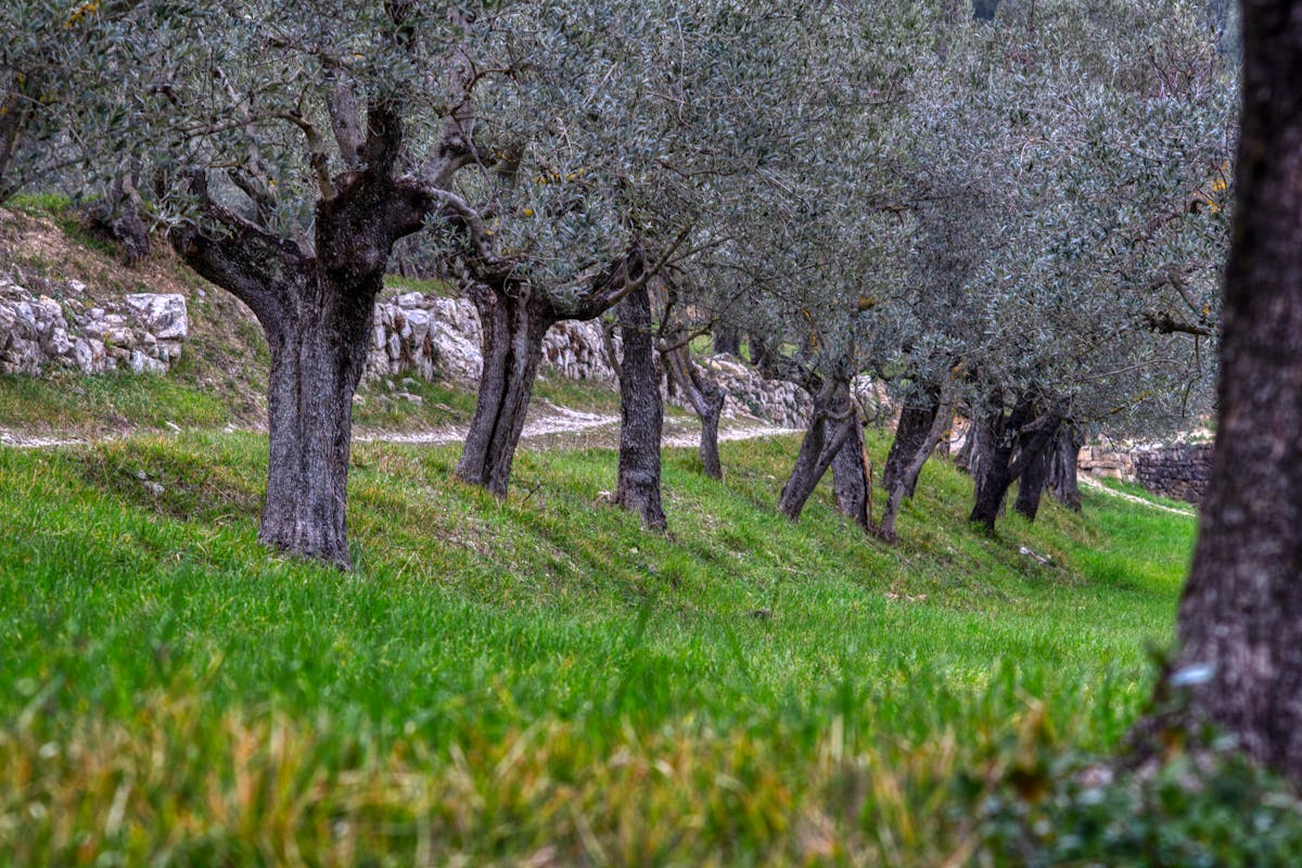 Olive grove with lush green grass and rustic stone walls in Mediterranean setting
