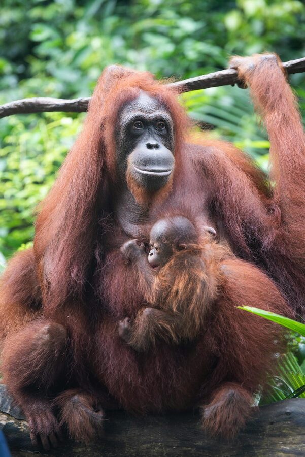 Mother orangutan cradling her baby among green rainforest foliage