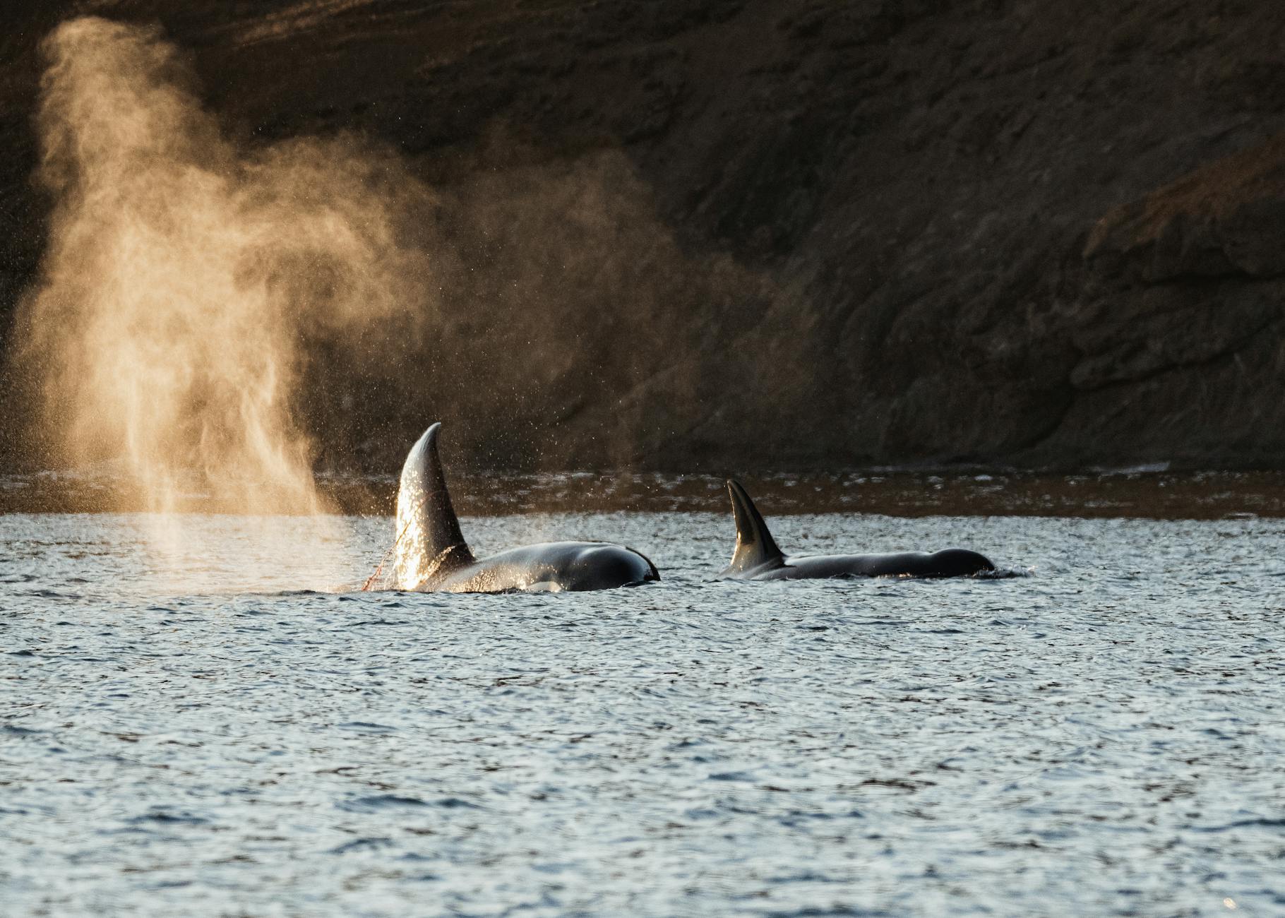 Orcas swimming and emitting misty plumes in the ocean