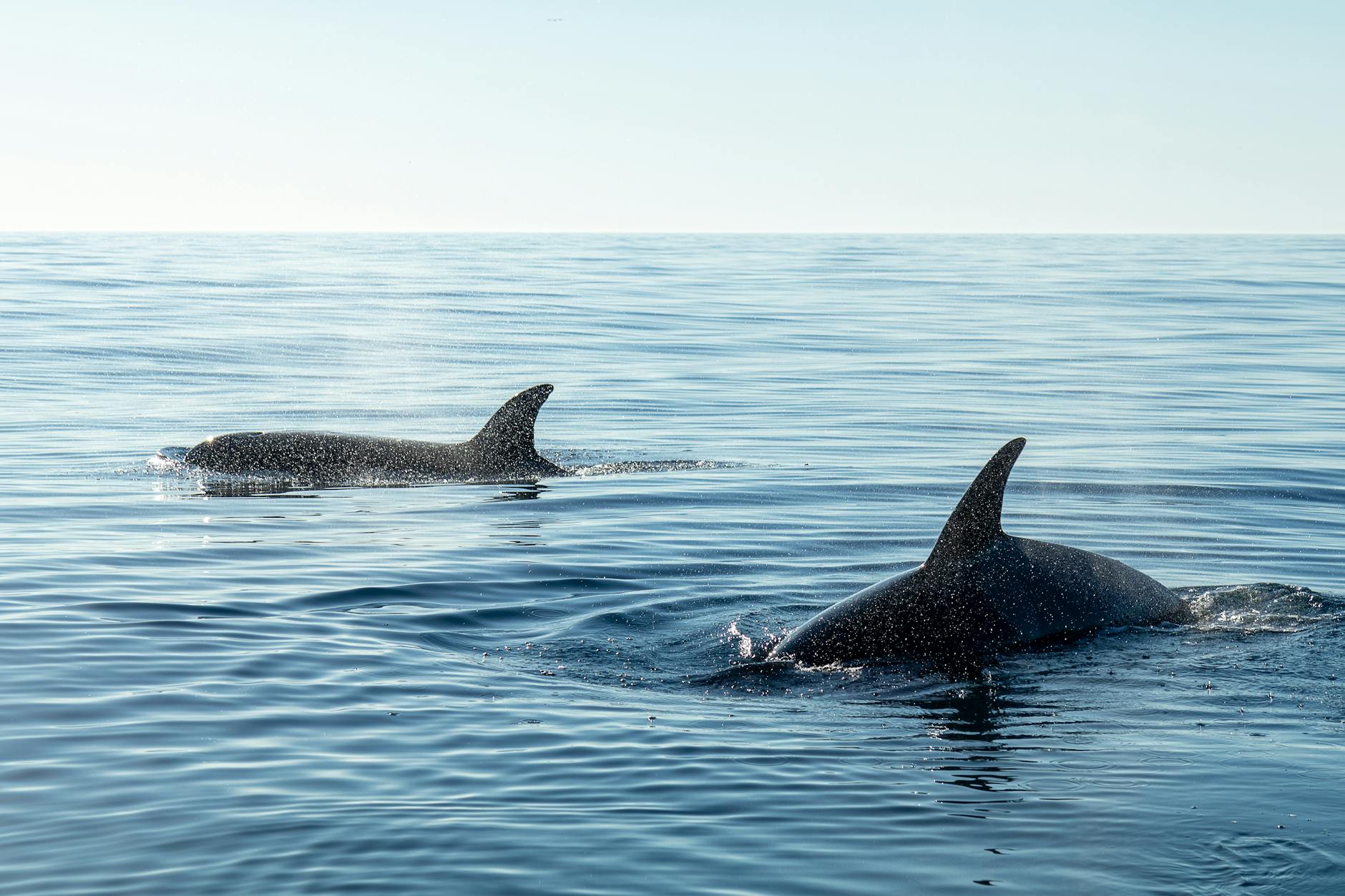 Two orcas swim in vast blue ocean near the coast