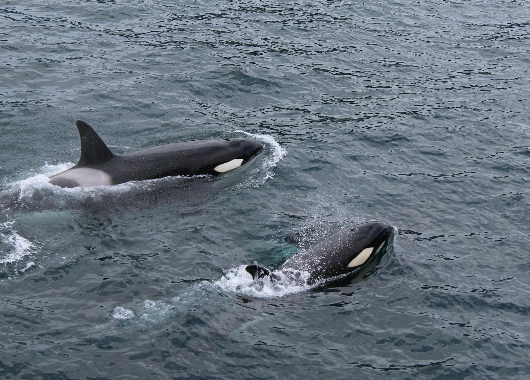 Two orcas swimming together in the open ocean