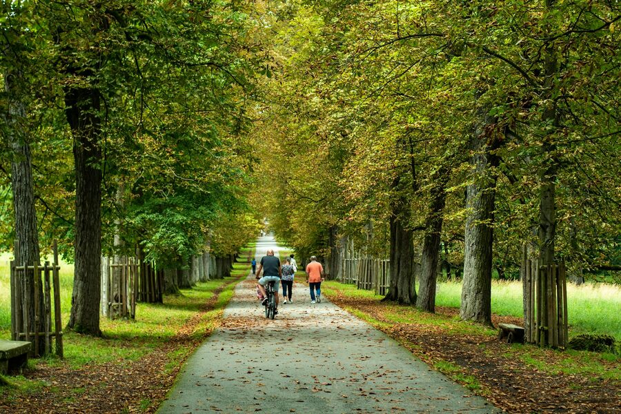 Park avenue trees path