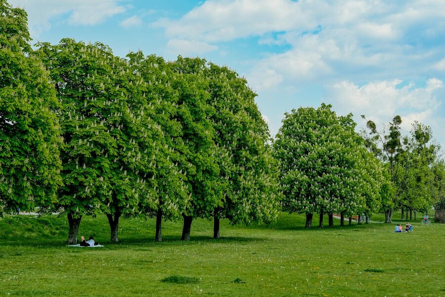 Park avenue with chestnut trees
