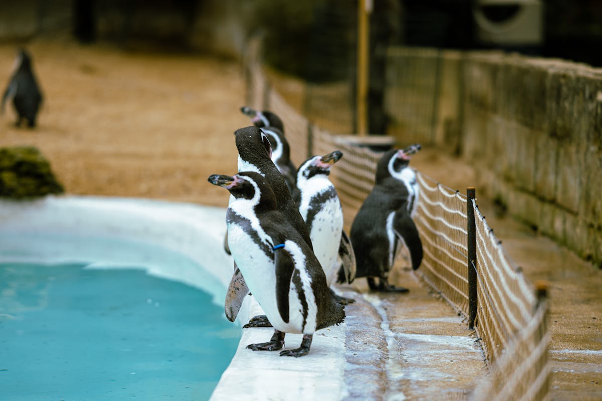 Penguins gathered near a swimming pool in a zoo exhibit