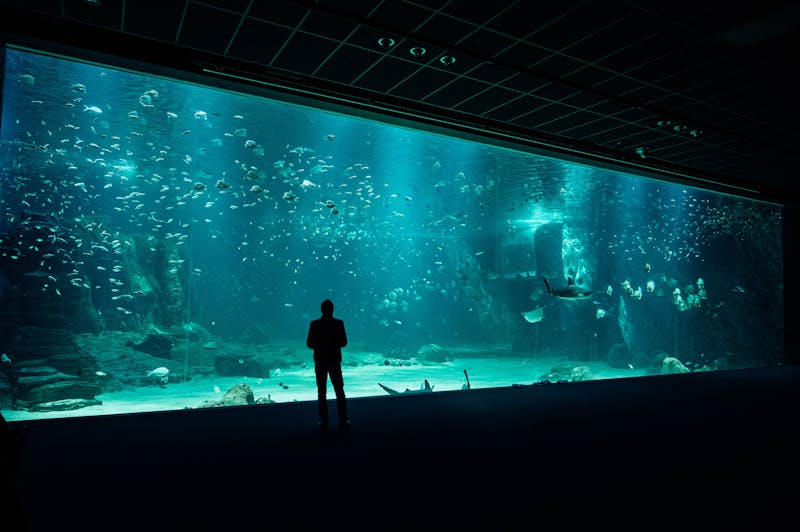 A person watching fish swim in a large aquarium tank