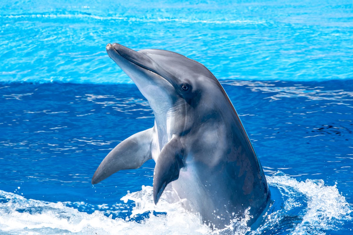 Close-up of a playful dolphin leaping out of vibrant blue ocean water