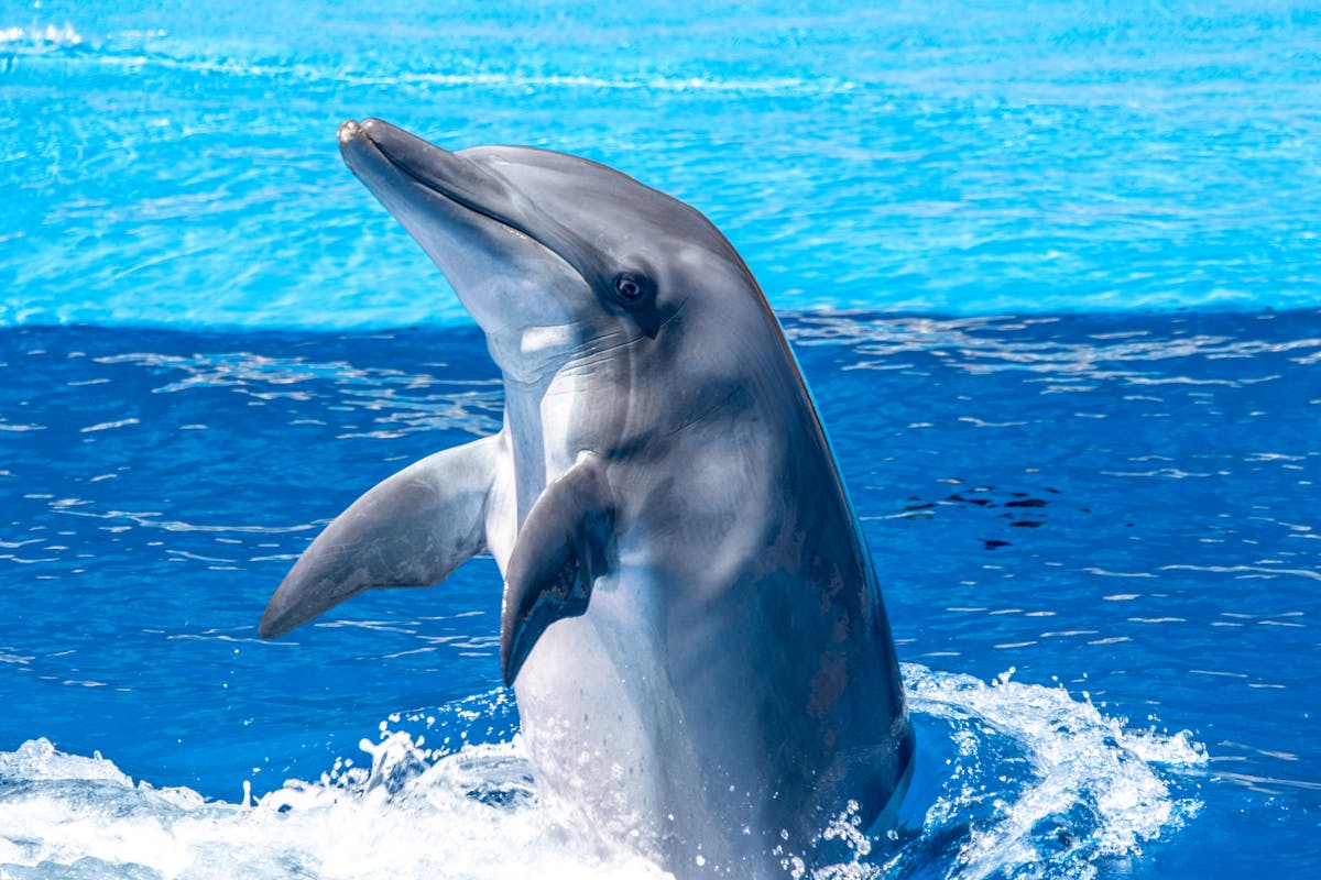A bottlenose dolphin playfully emerging from blue ocean water