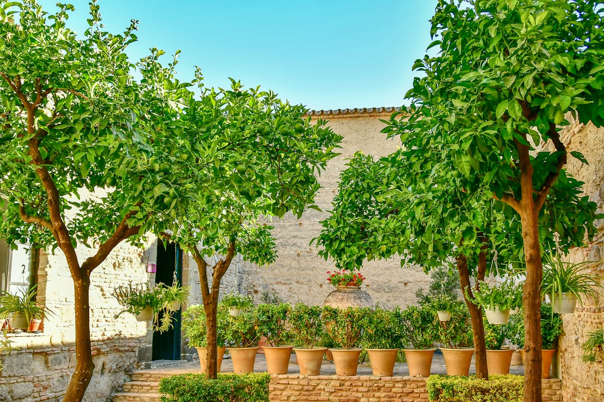 Sunny Mediterranean courtyard with citrus trees and terracotta pots