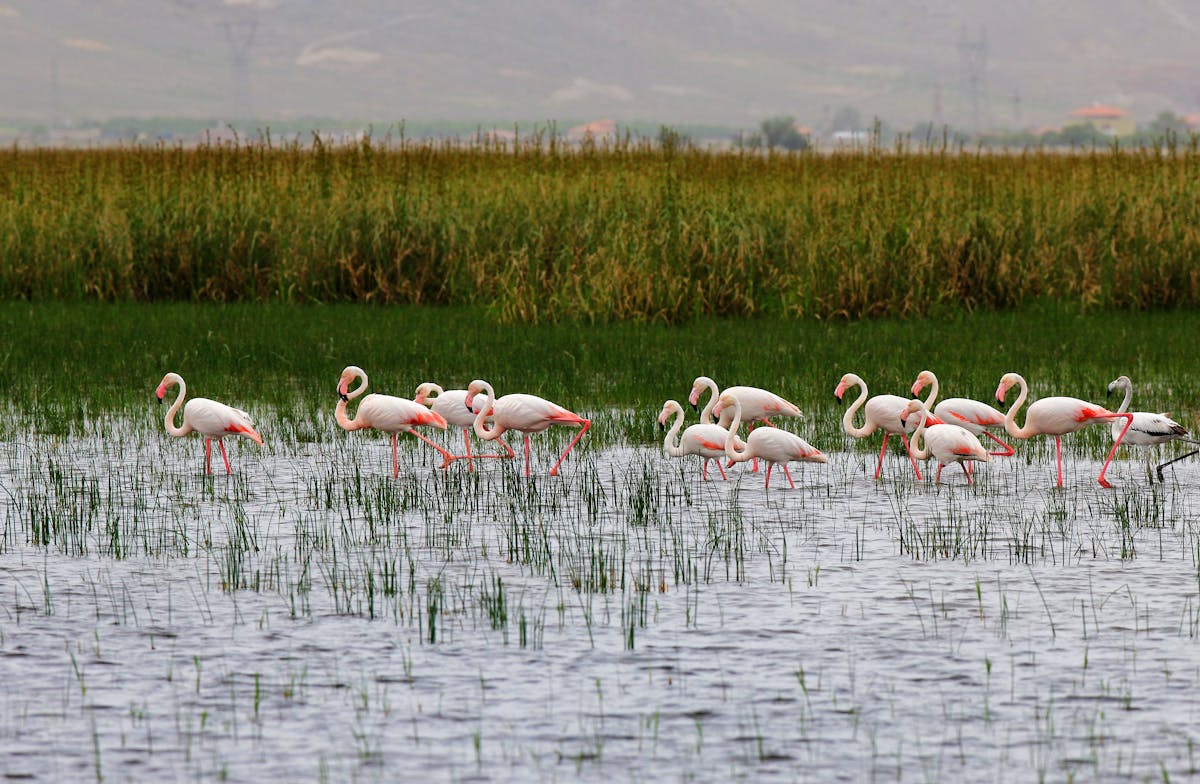 Flock of Greater Flamingos wading in a wetland habitat with water reflections
