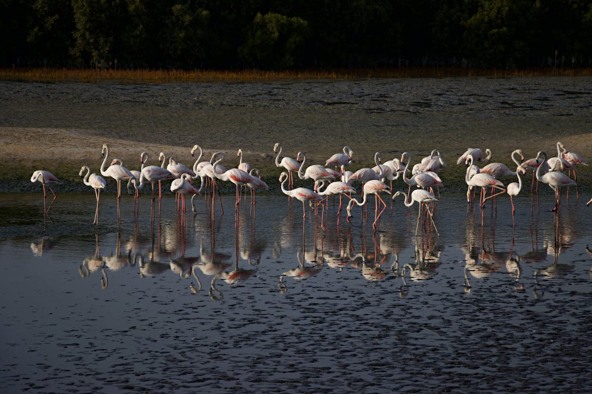 Group of flamingos wading gracefully in shallow water with reflections under an open sky