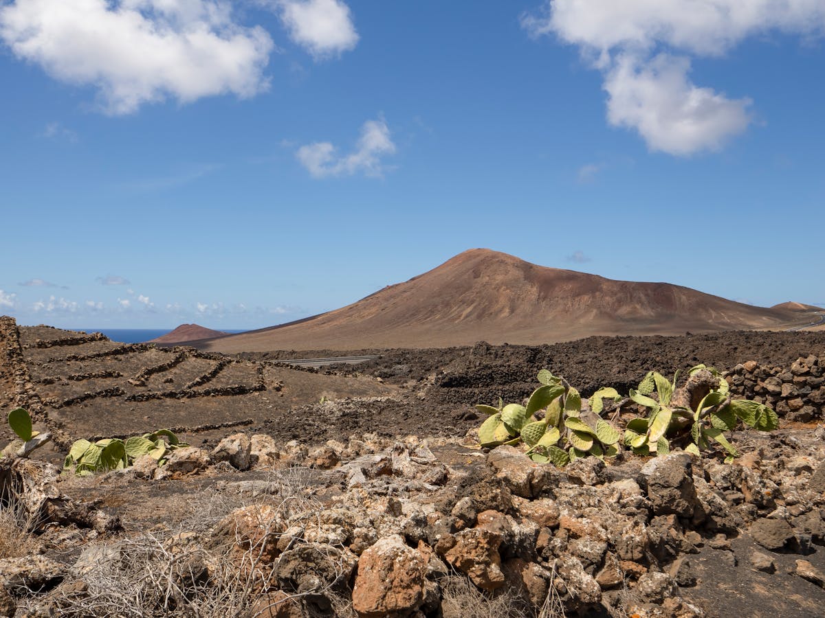 Dry volcanic landscape in Lanzarote with tall cacti and clear blue skies
