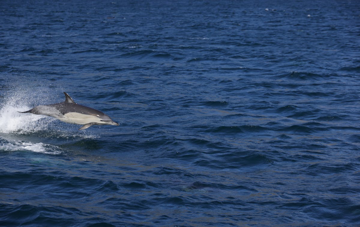 A bottlenose dolphin jumping above vibrant blue ocean waves on a sunny day