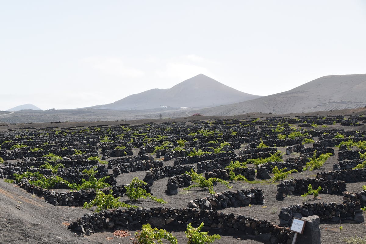 Scenic view of Lanzarote unique vineyard landscape with volcanic soil terraces