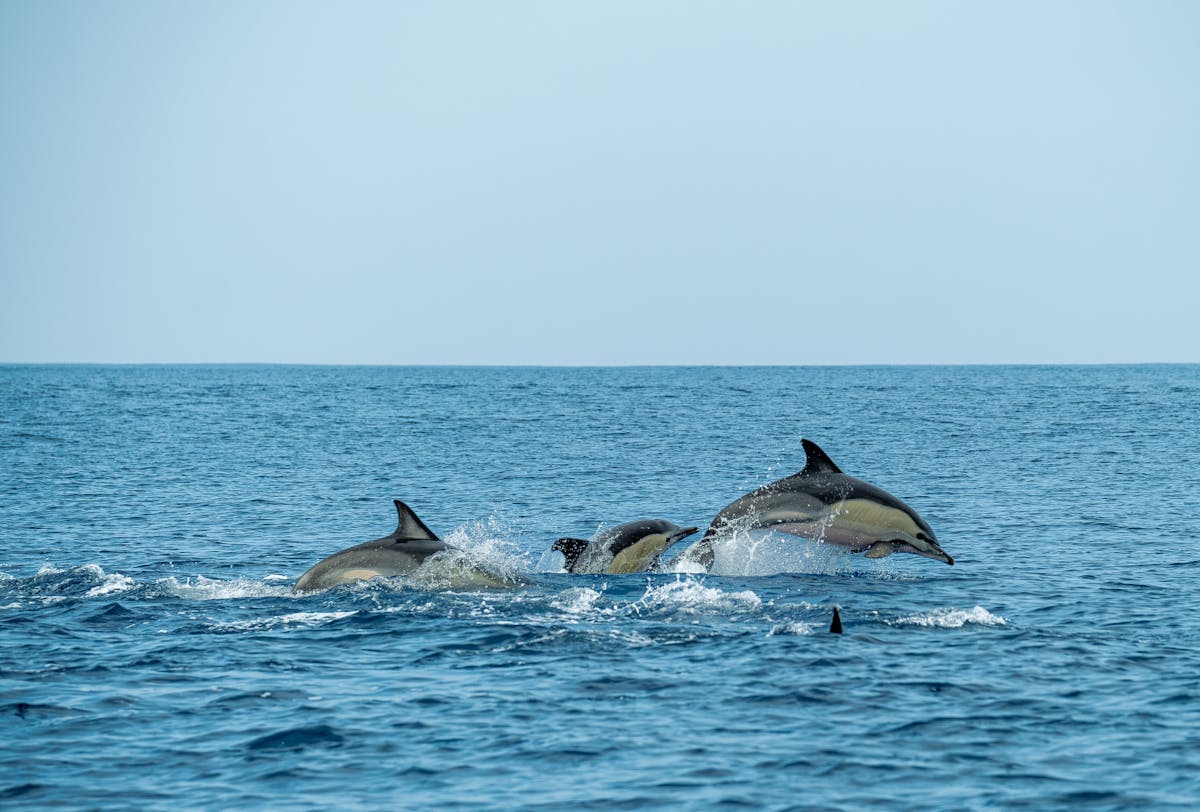 A group of dolphins joyfully leaping through the ocean waves under clear blue sky