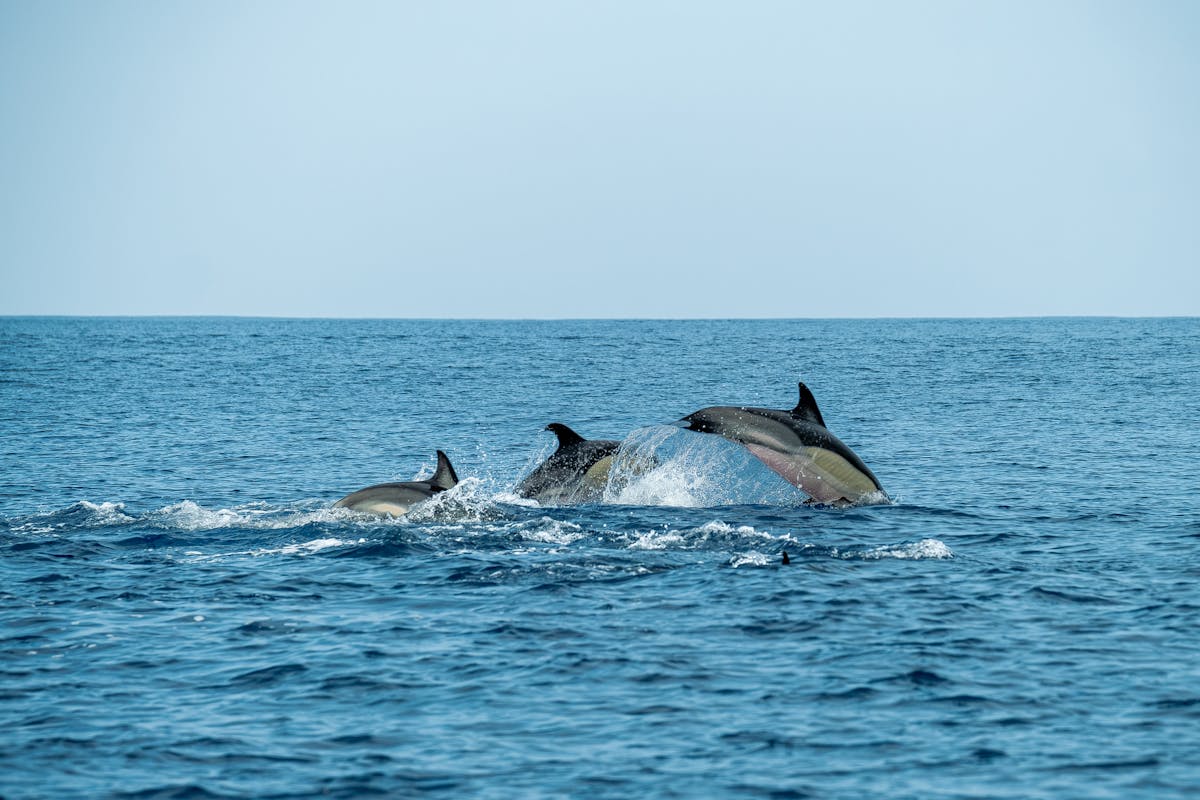 Dolphins swimming in the deep blue ocean on a clear day