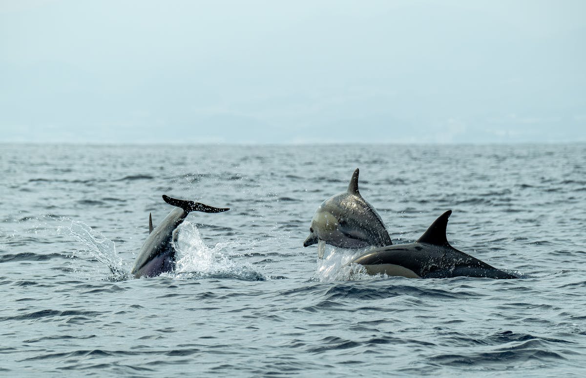 Playful dolphins leaping and swimming in the open Mediterranean Sea