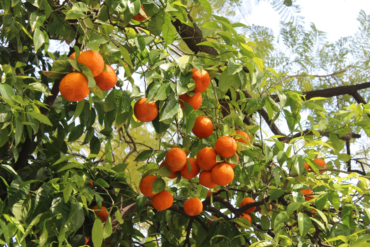 Bright orange fruits hanging from a tree with green leaves in Seville