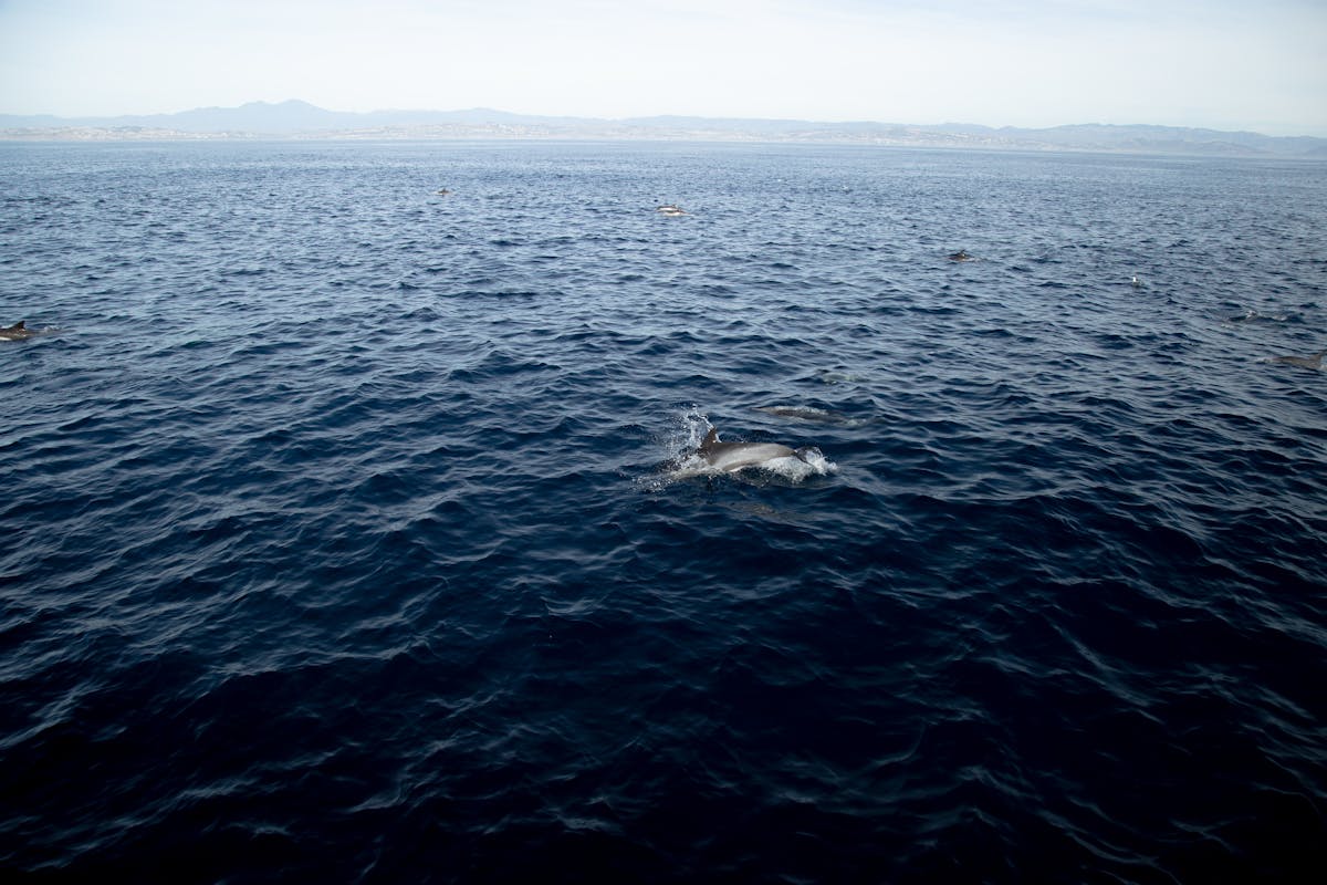 Two dolphins swimming together in open ocean with a seascape background