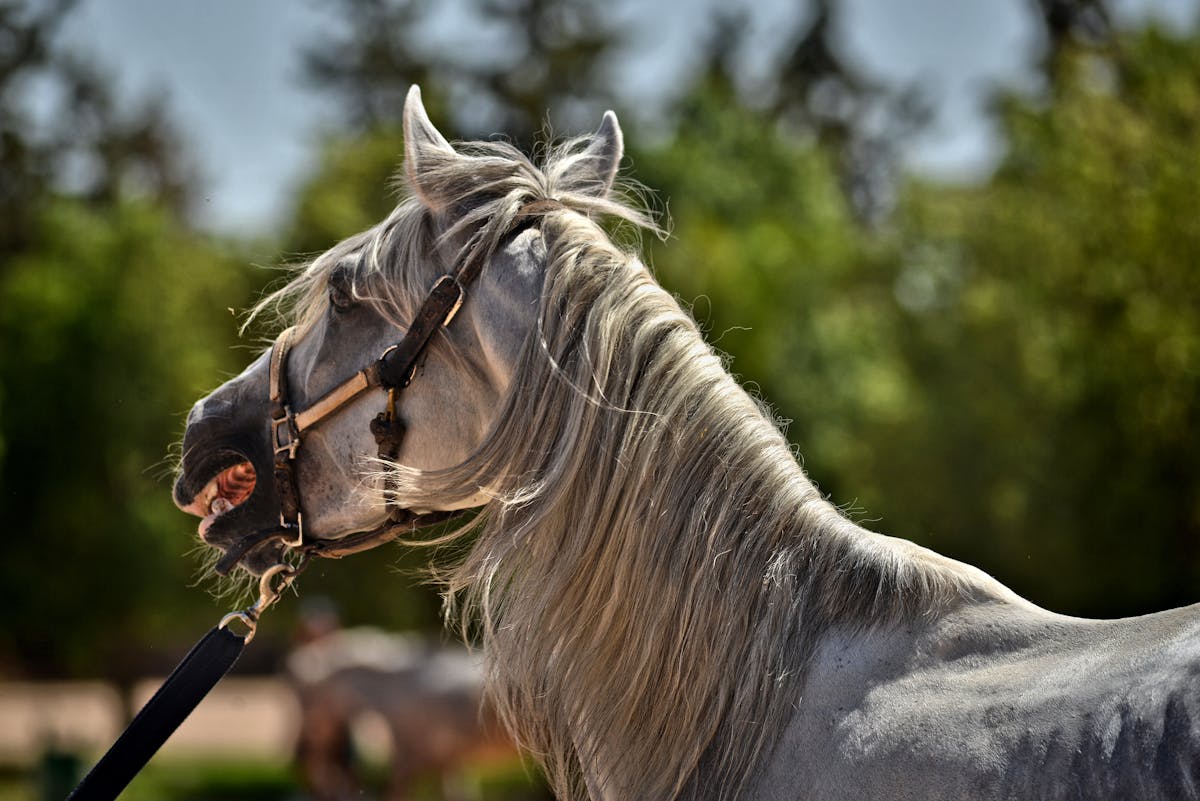 Side profile of a white horse with flowing mane in natural sunlight