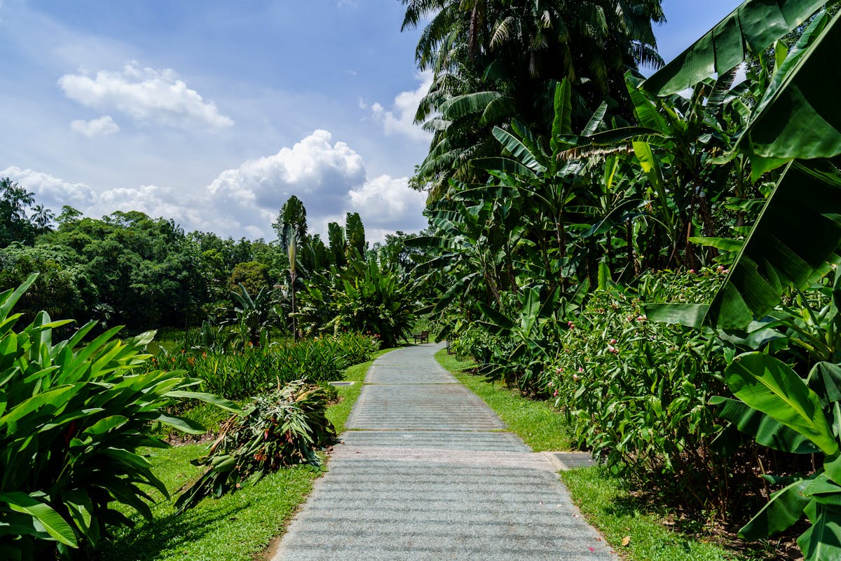 Walkway through a lush tropical garden with dense green plants and trees