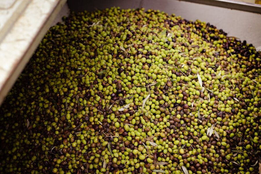 A large batch of freshly harvested olives in a container