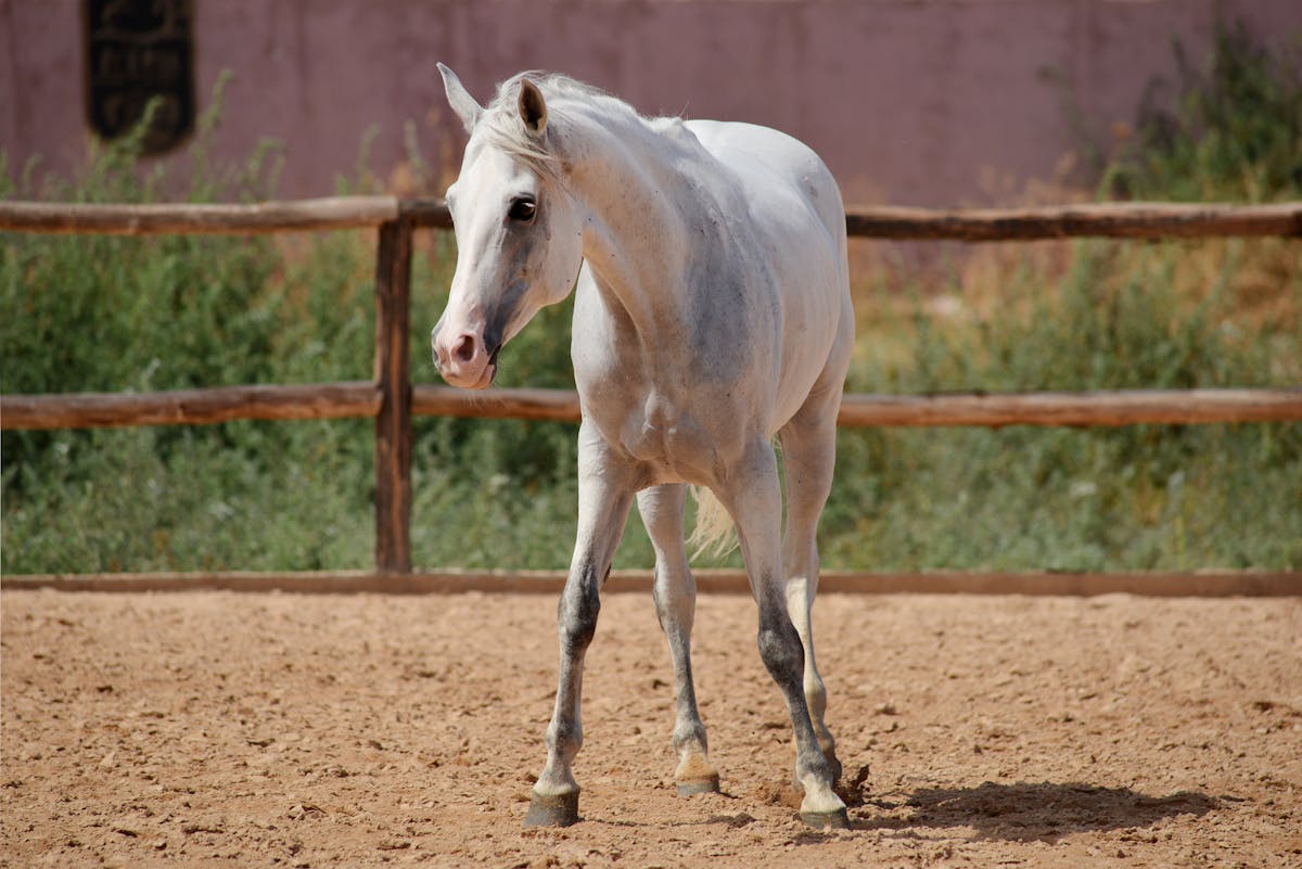 A white horse stands in an outdoor sandy enclosure surrounded by a wooden fence