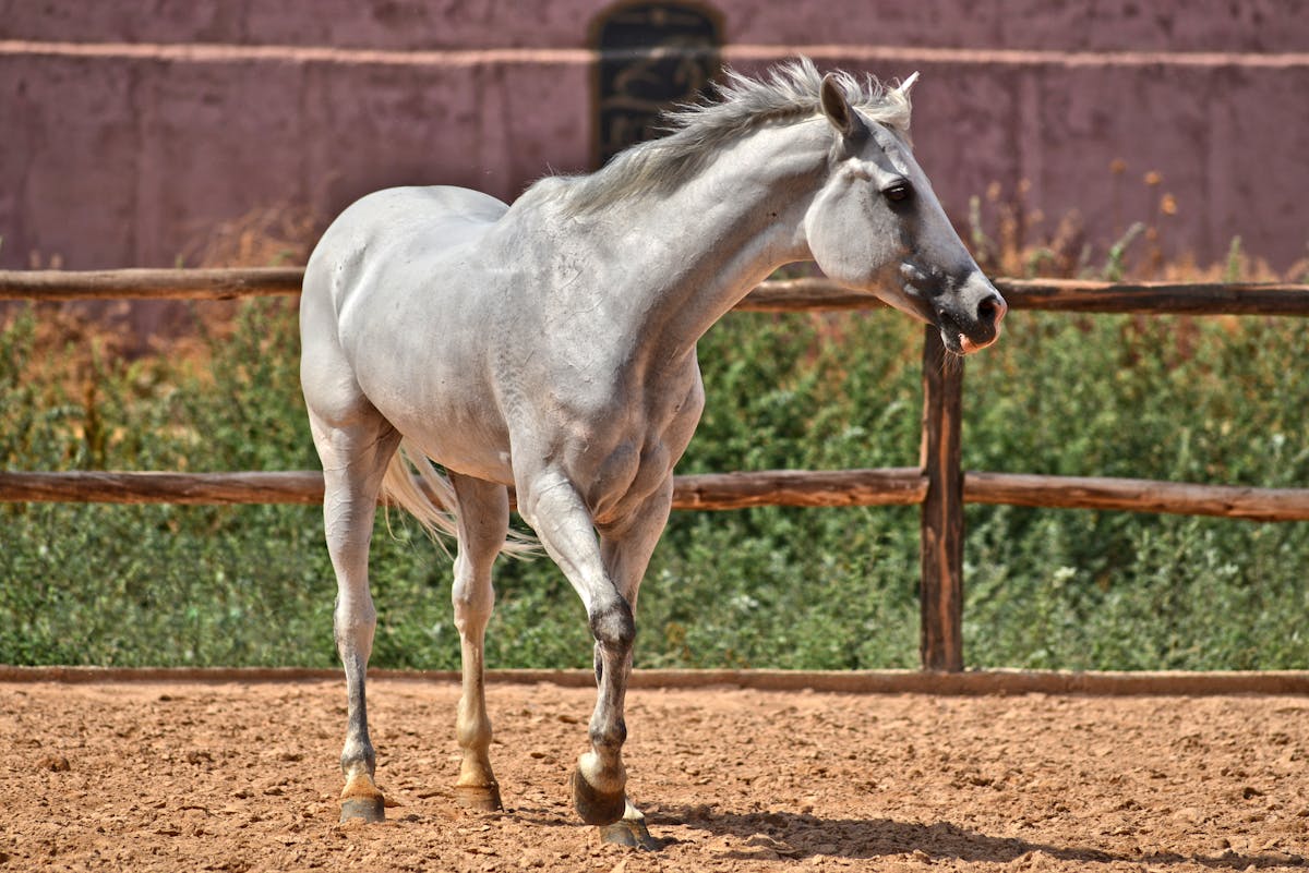 A white horse standing in an outdoor paddock on a sunny day
