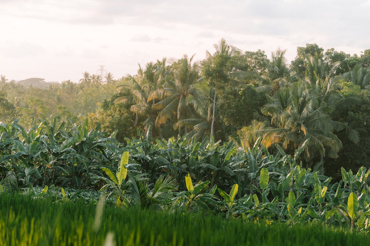 Banana trees and palm trees in a tropical landscape at sunrise