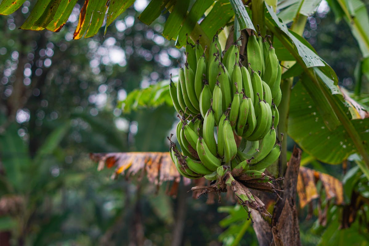 Close-up of a cluster of green bananas hanging on a tree surrounded by lush tropical leaves