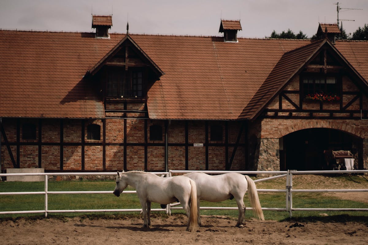 Two white horses standing in front of a classic European stable on a sunny day